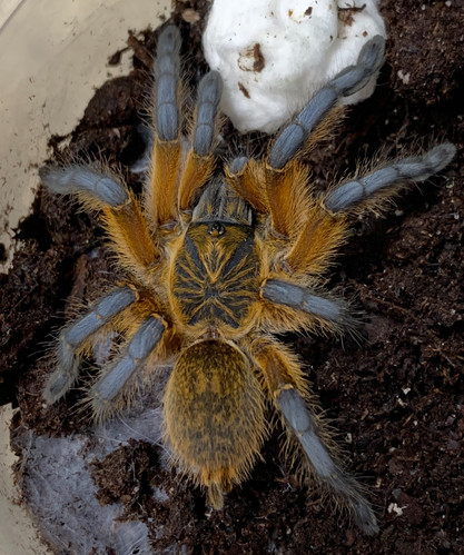 Golden Blue Leg Baboon Tarantula CB | New Moon Reptiles