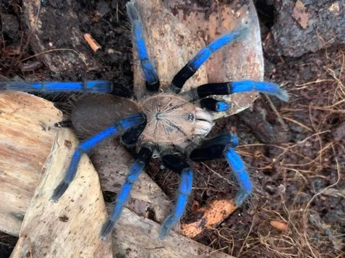 Bornean Neon Blue Leg | New Moon Reptiles