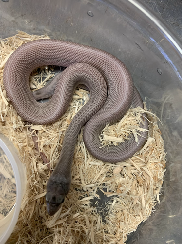 Patternless axanthic bull snake | New Moon Reptiles