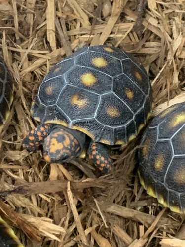 Redfoot tortoise ( hatching ) | New Moon Reptiles
