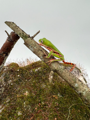 Tiger leg monkey tree frogs | New Moon Reptiles
