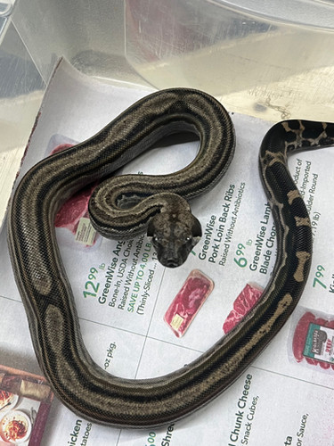 Striped Motley 66% DH Leopard & T+ Boa | New Moon Reptiles