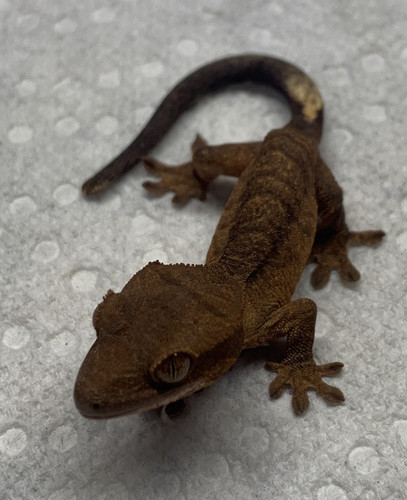 Crested Gecko CB | New Moon Reptiles