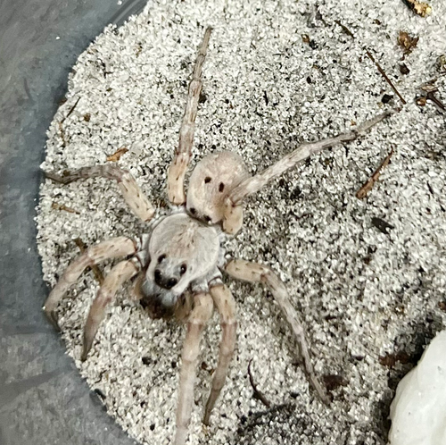 White Wolf Spider | New Moon Reptiles