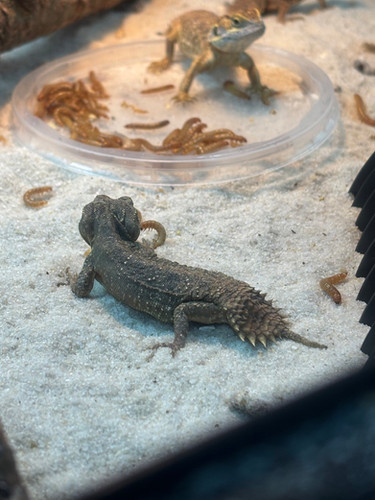 Shieldtail agama | New Moon Reptiles