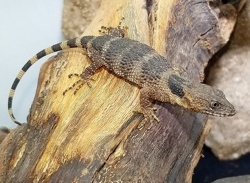 Flathead knob-scaled lizard | New Moon Reptiles