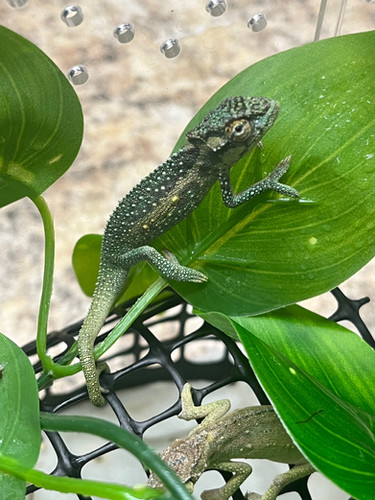 Natal midlands dwarf chameleons (sell as pair) | New Moon Reptiles