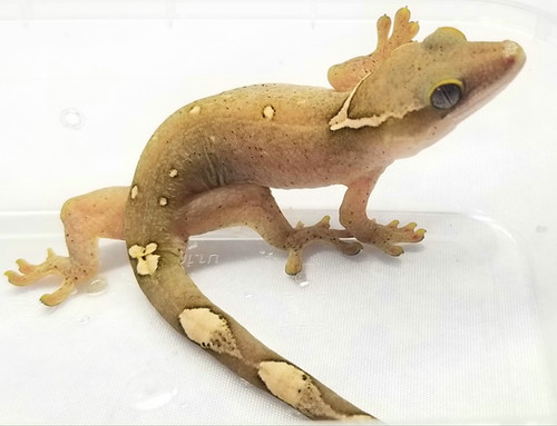 Sarasin's Giant Gecko CB | New Moon Reptiles