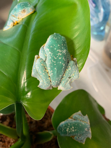 Fringed Leaf Frog 2” | New Moon Reptiles