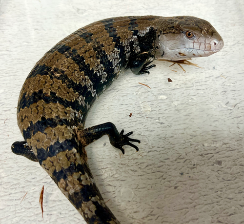 Halmahera Blue Tongue Skinks | New Moon Reptiles