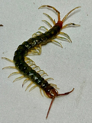 African Long Tail Centipede (No Florida Sales) | New Moon Reptiles