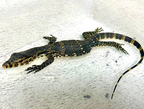 Baby Water Monitor | New Moon Reptiles