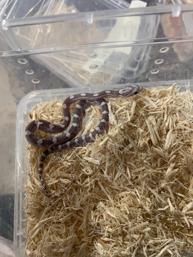 Ghost Sunkist Corn Snake | New Moon Reptiles