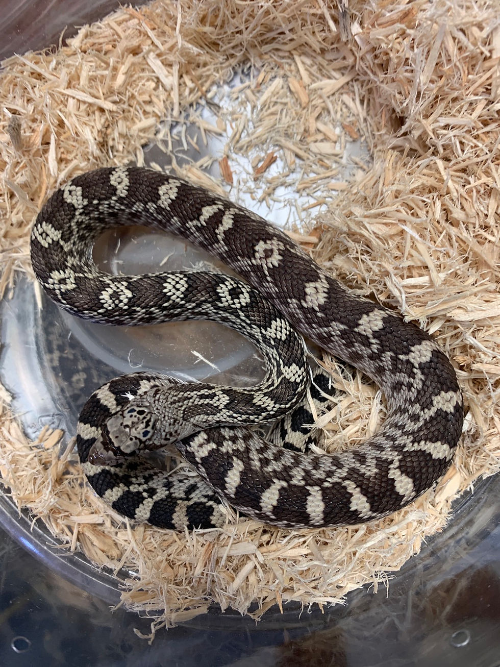Axanthic bull snake het hyotrumbower w/s patternless | New Moon Reptiles