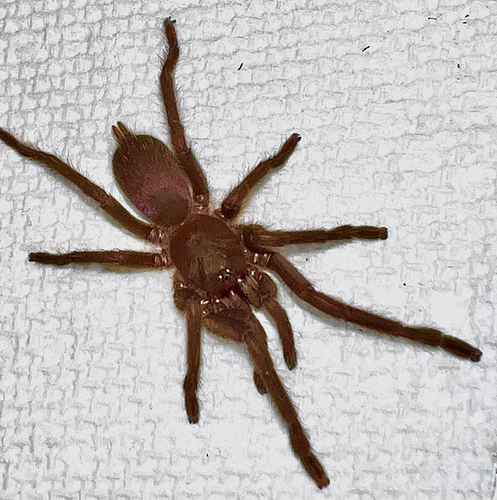 Philippine Blue Quezon Tarantula | New Moon Reptiles