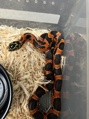 High red brooks king snake | New Moon Reptiles