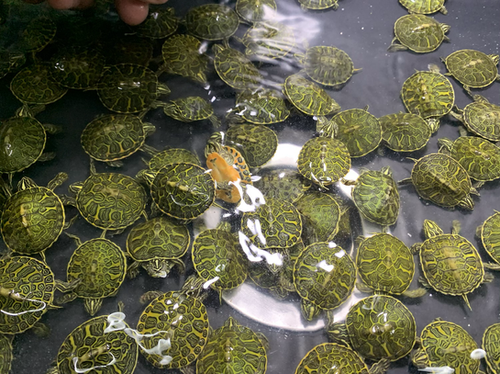 Northern Red bellied slide turtles baby | New Moon Reptiles