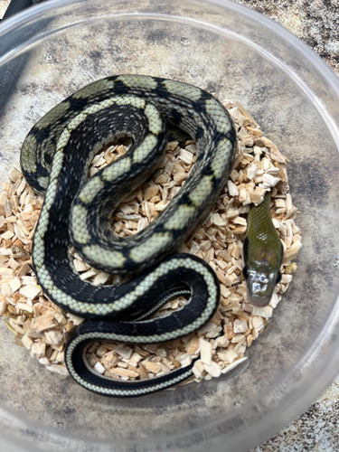 Vietnamese blue beauty rat snake | New Moon Reptiles