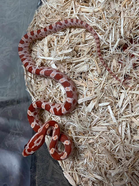 Plasma Corn Snake Products – Tagged "Cornsnake"– IMPERIAL REPTILES