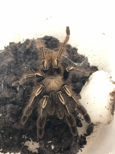 Skeleton tarantula | New Moon Reptiles