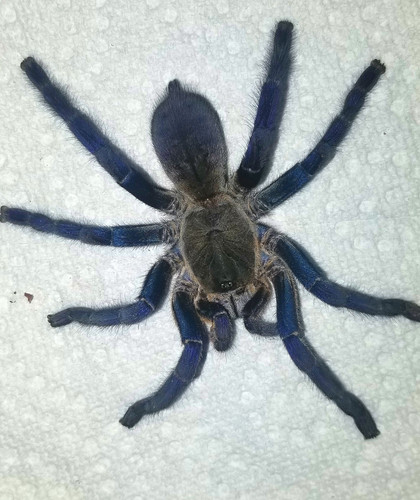 Cobalt Blue Tarantula | New Moon Reptiles