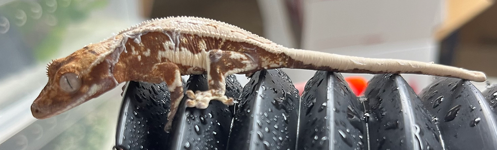 SOUTH FLORIDA GECKOS | New Moon Reptiles | Miami, FL United States