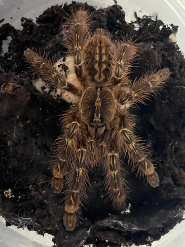 Red Slate Ornamental Tarantula CB | New Moon Reptiles