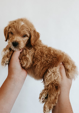 AVAILABLE PUPPIES | Dennett's Doodles