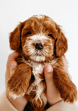 AVAILABLE PUPPIES | Dennett's Doodles