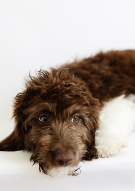 AVAILABLE PUPPIES | Dennett's Doodles