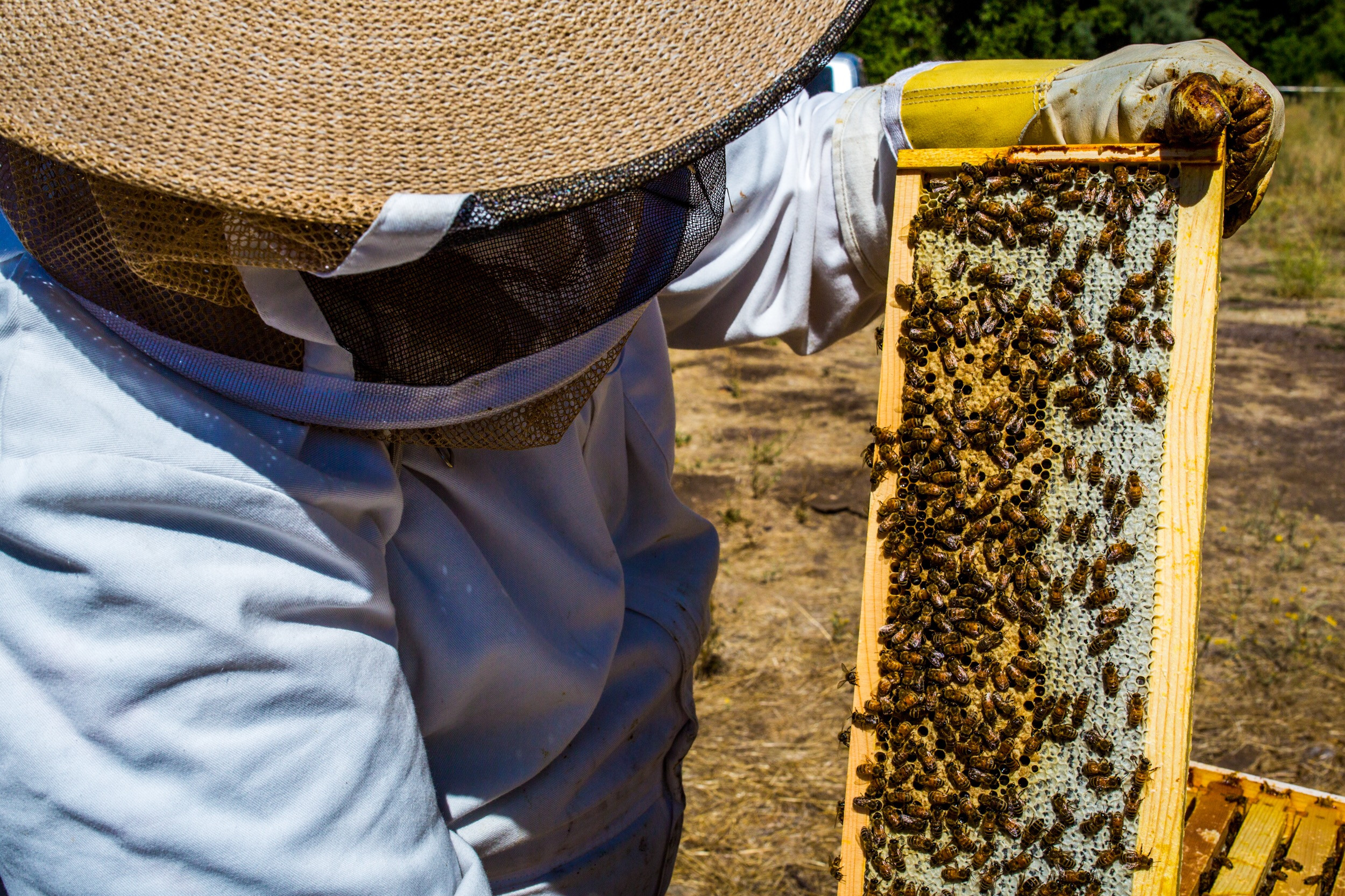 Southern Oregon Beekeeping Ordinances | Cascade Girl Southern Oregon Beekeeping Ordinances | Cascade Girl