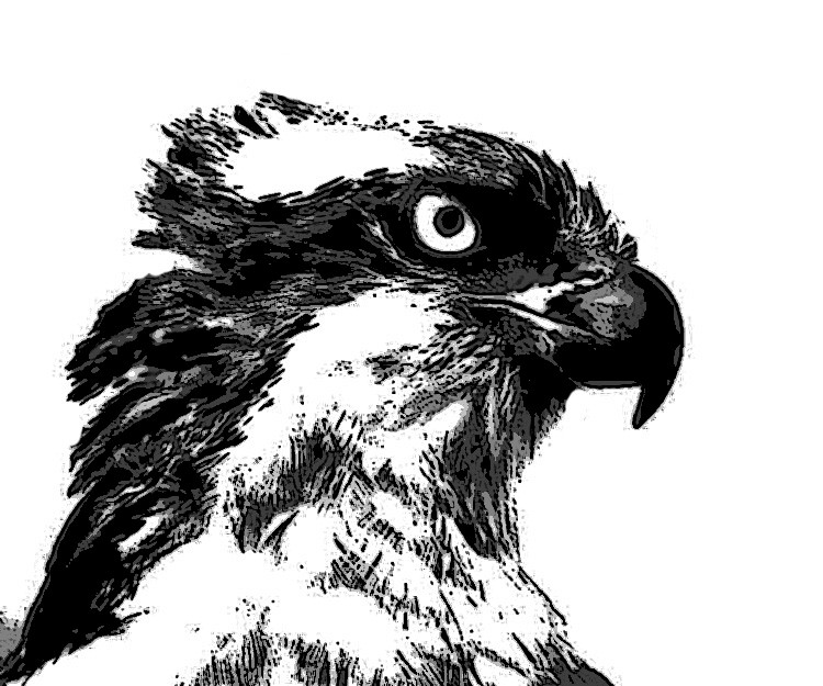 Hours | Iron Osprey Designs, LLC