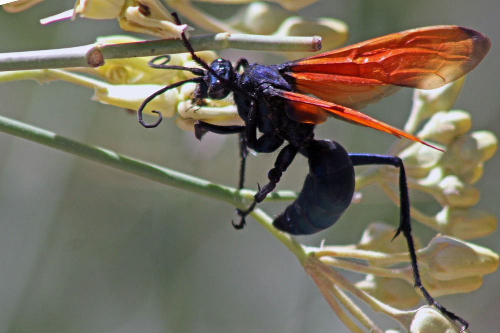 Insect Facts: the Tarantula Hawk Wasp