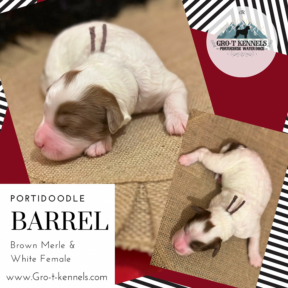Breeder of Quality Portuguese Water Dogs and Portidoodles - Gro-T Kennels