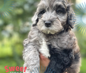 Breeder of Quality Portuguese Water Dogs and Portidoodles - Gro-T Kennels