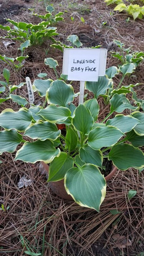 Lakeside Baby Face | Parker Creek Farms