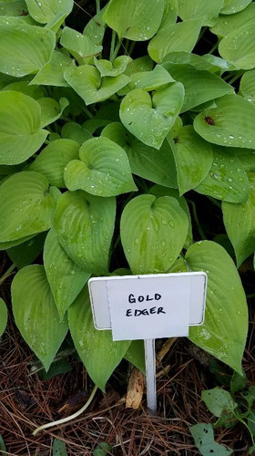 Gold Edger | Parker Creek Farms