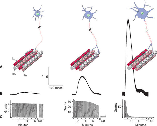 Monday Article #79: Muscle fiber types: More than just slow and fast ...