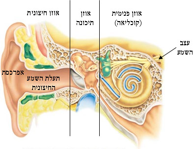 בדיקת שמיעה ותהליך השמיעה