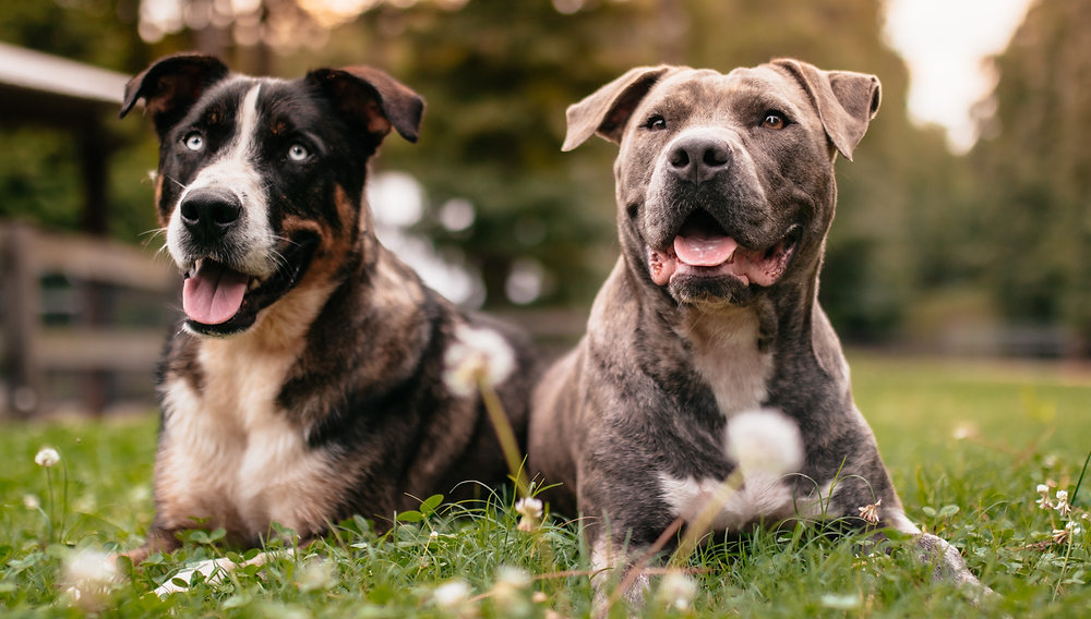 Embracing Nature: The Benefits of Outdoor Adventures for Dogs by Dogs ...