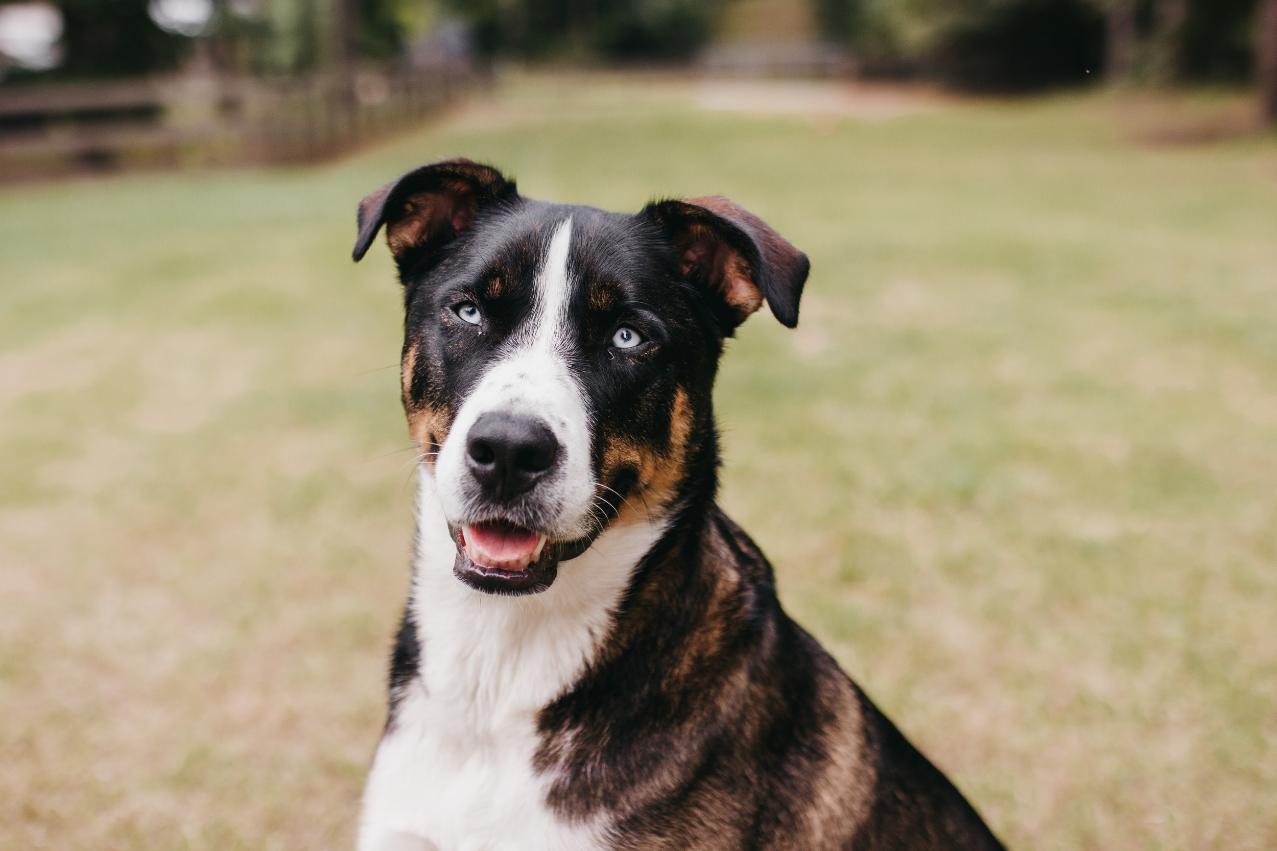 ABOUT | Dogs We Trust