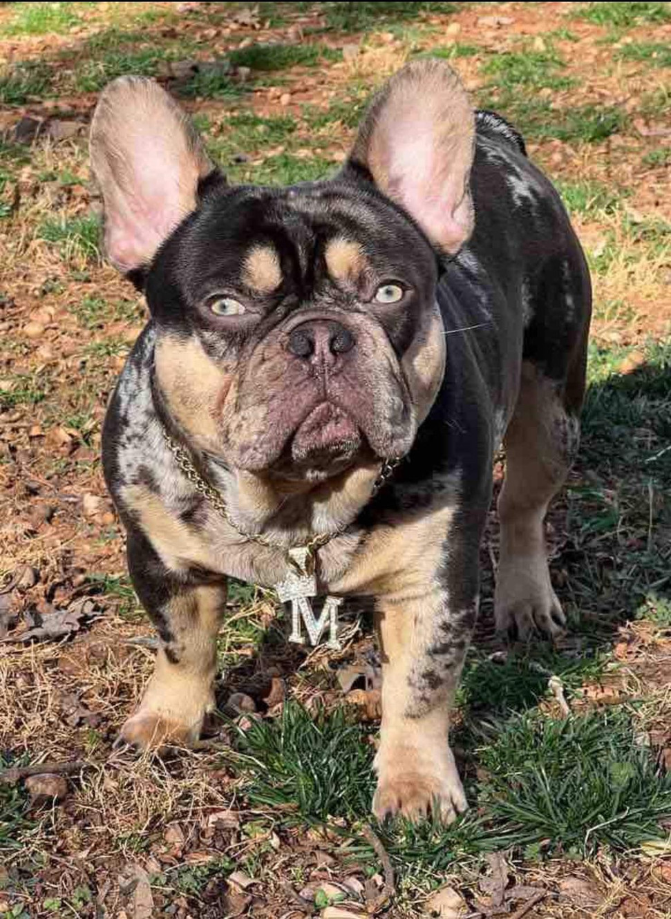 Contact | Noble Nexus French B