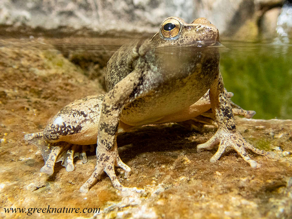 Greek Stream Frog call and amplexus