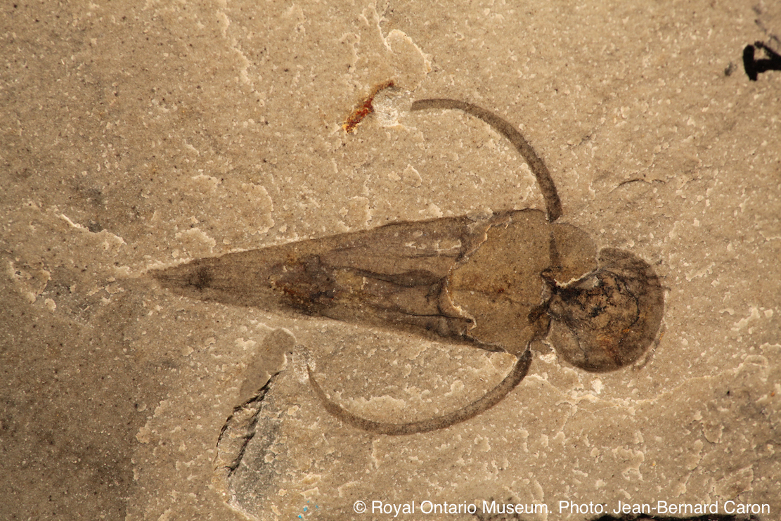 Photo Gallery | Burgess Shale Geoscience Foundation | Fossils