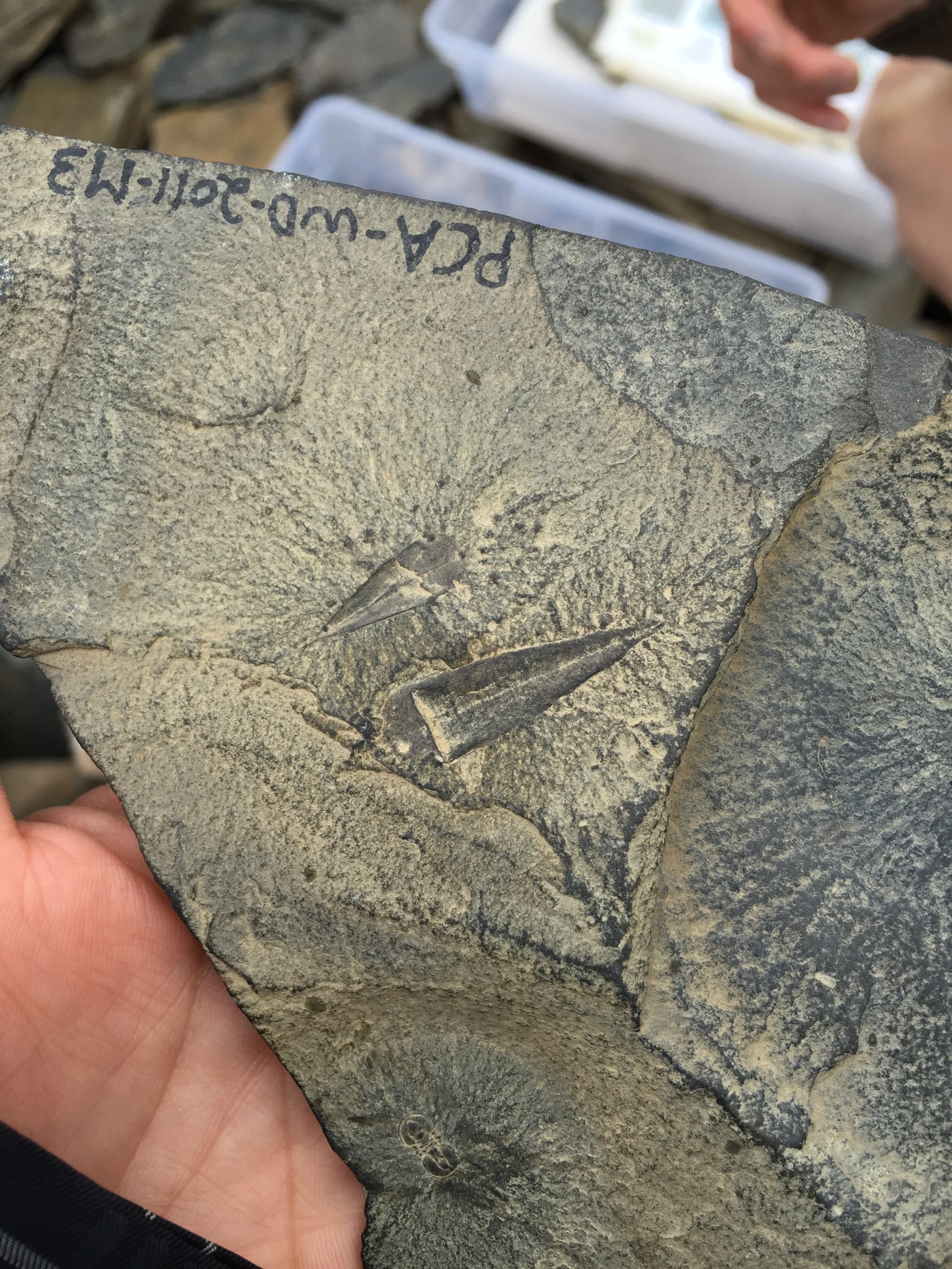 Burgess Shale Gallery