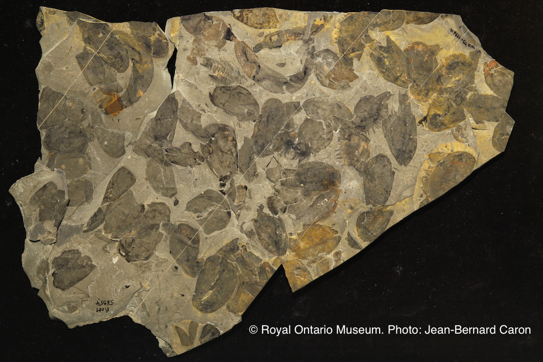 Photo Gallery | Burgess Shale Geoscience Foundation | Fossils