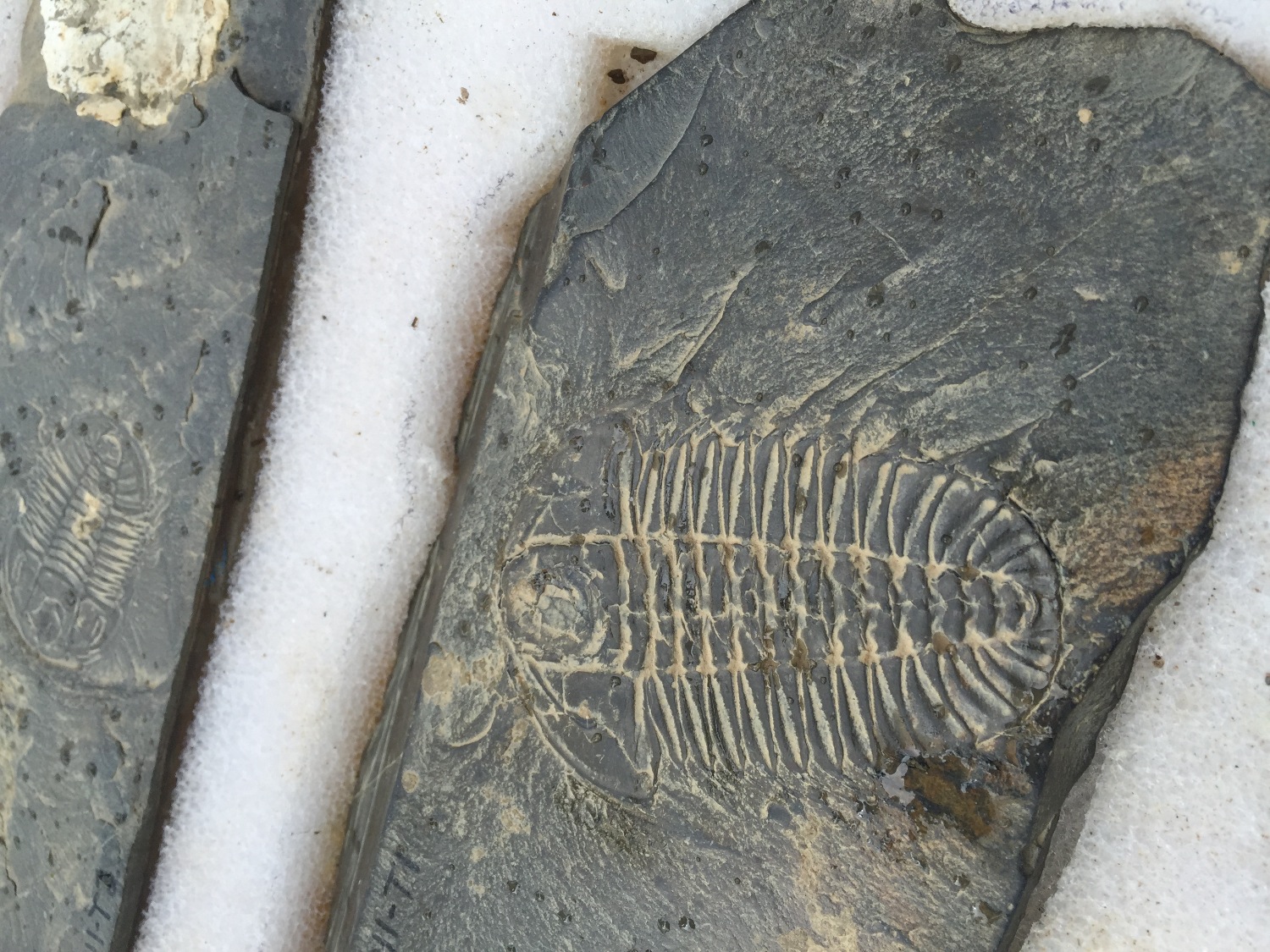 Burgess Shale Gallery