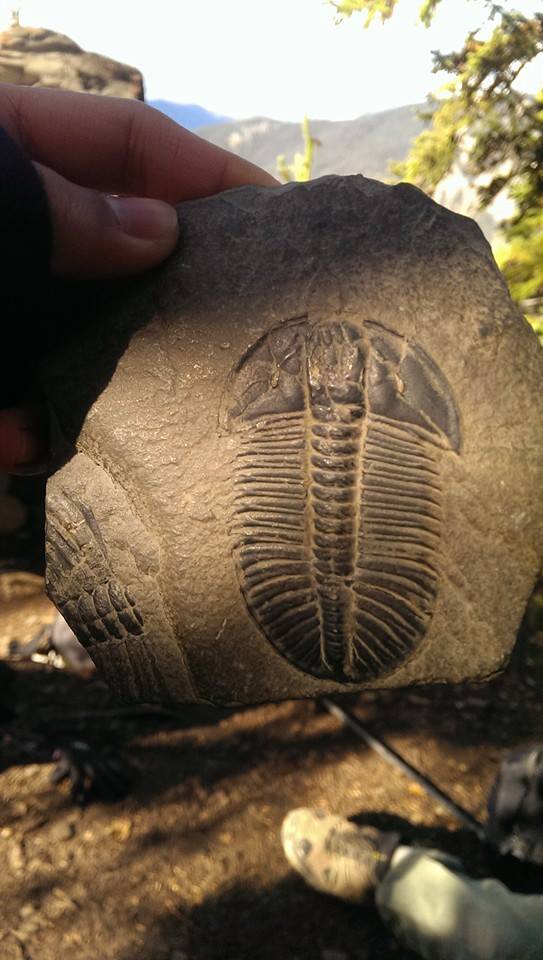 Burgess Shale Gallery
