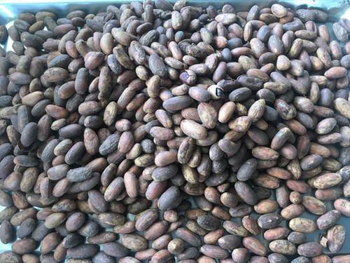 Whole Cacao Beans, Roasted with Shells, 4 oz | Kulike Farm