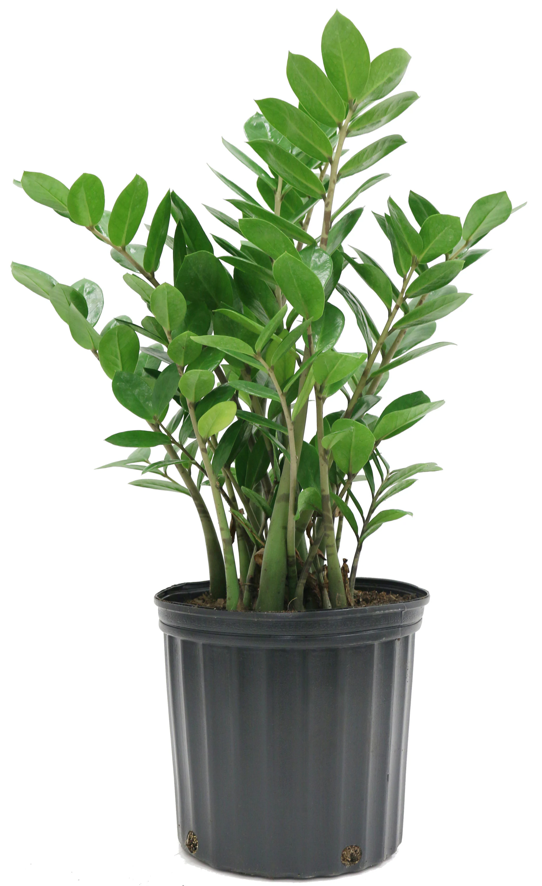 10" ZiZi Plant | Plant n Sip